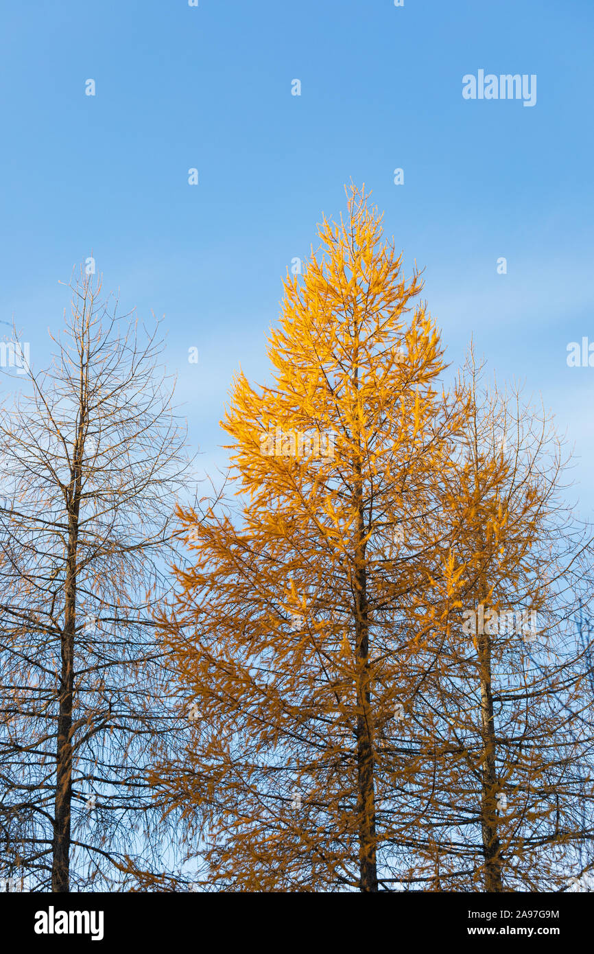 Larch tree in yellow autumn colors and blue sky Stock Photo - Alamy
