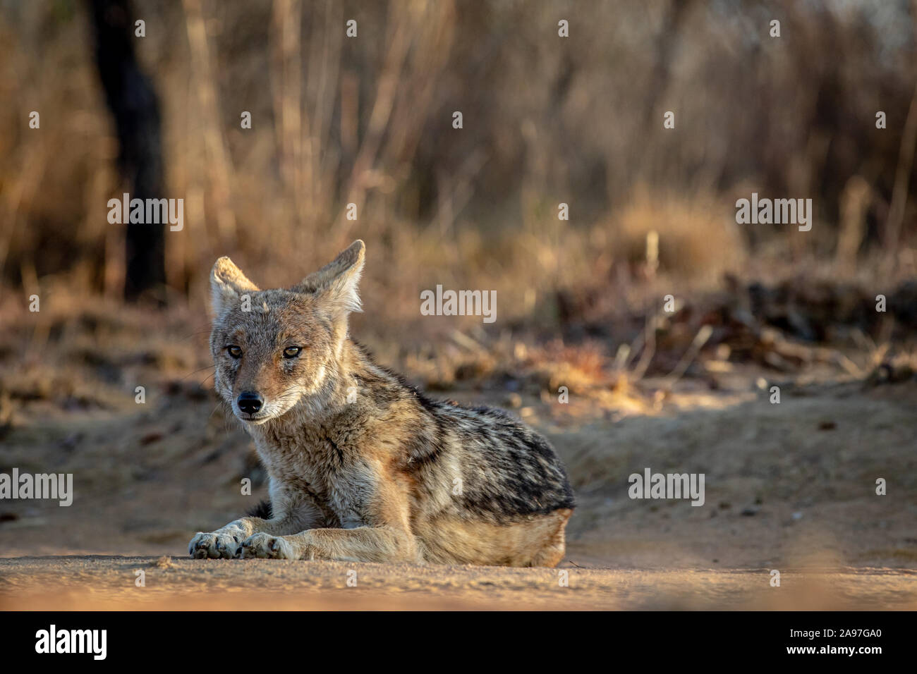 Black-backed jackal laying in the sand in the Welgevonden game reserve ...