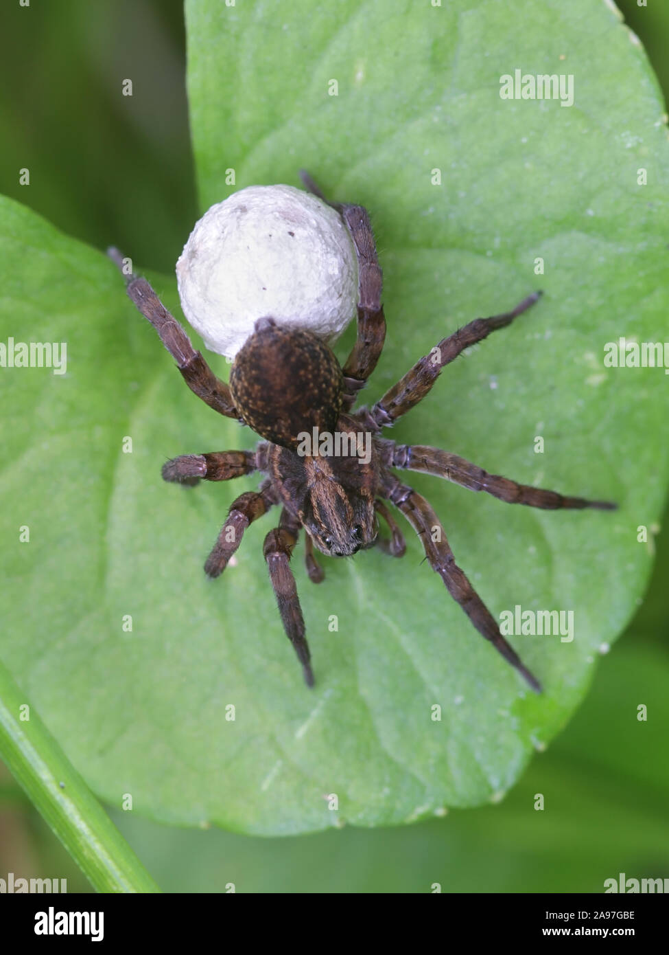 Trochosa ruricola, a wolf spider whose common name is rustic wolf ...