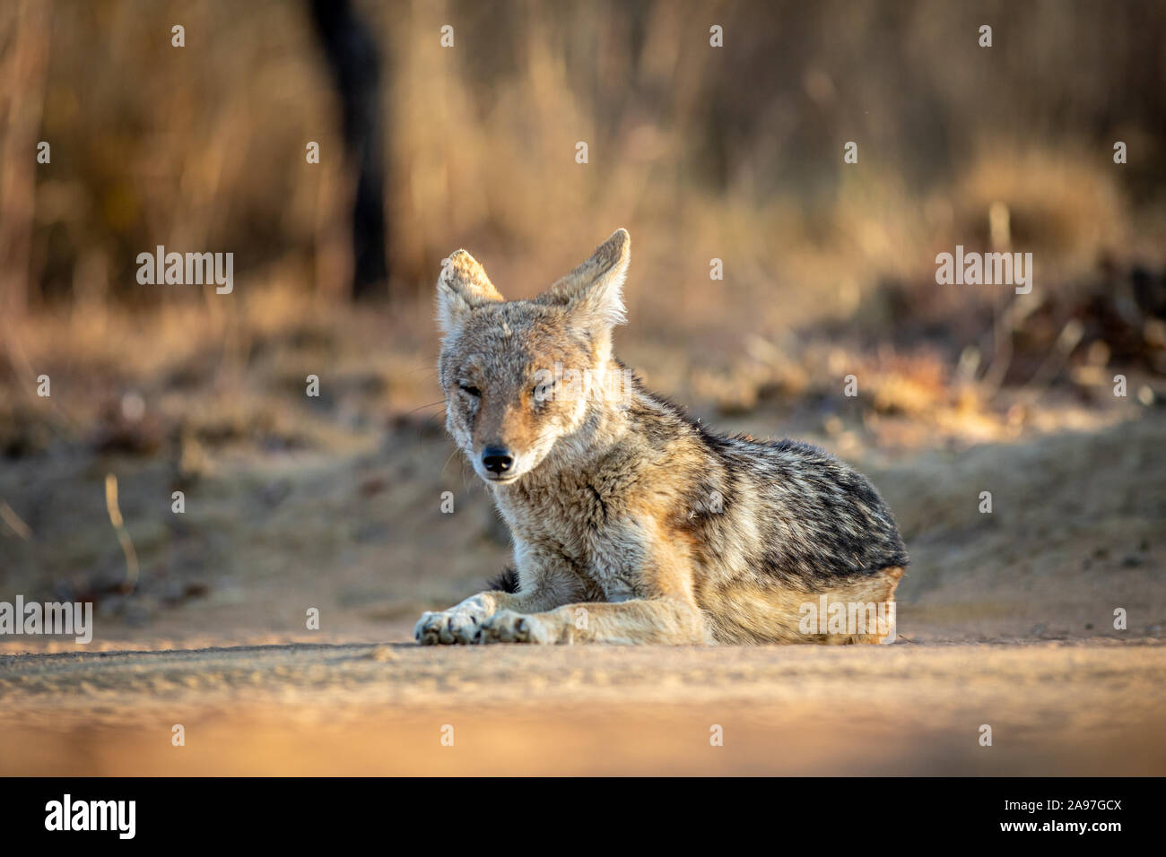 Black-backed jackal laying in the sand in the Welgevonden game reserve ...