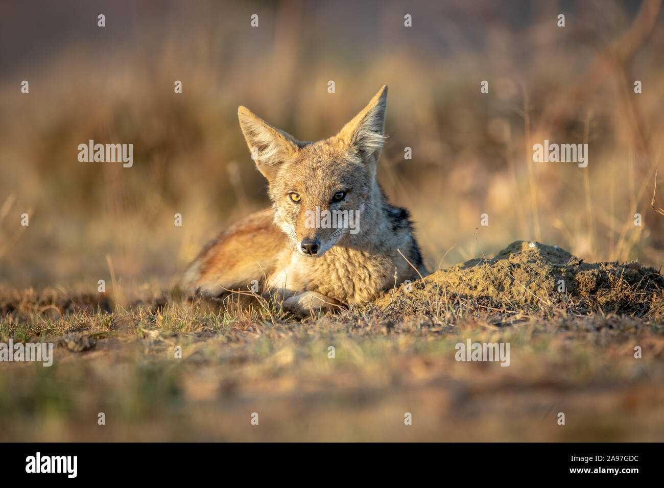 Black-backed jackal laying in the sand in the Welgevonden game reserve ...