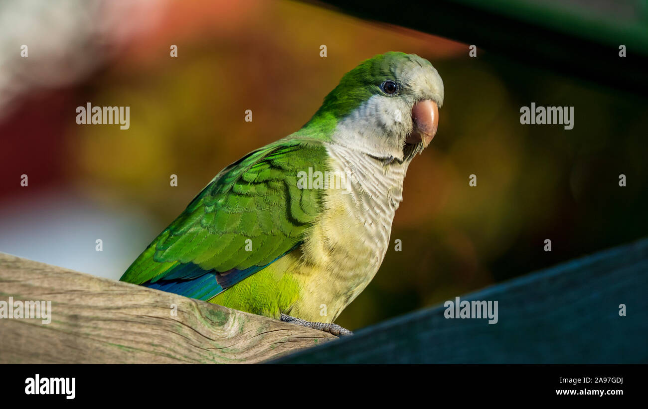 Monk Parakeet Perched Wood Structure Colored Background Cadiz Spain ...