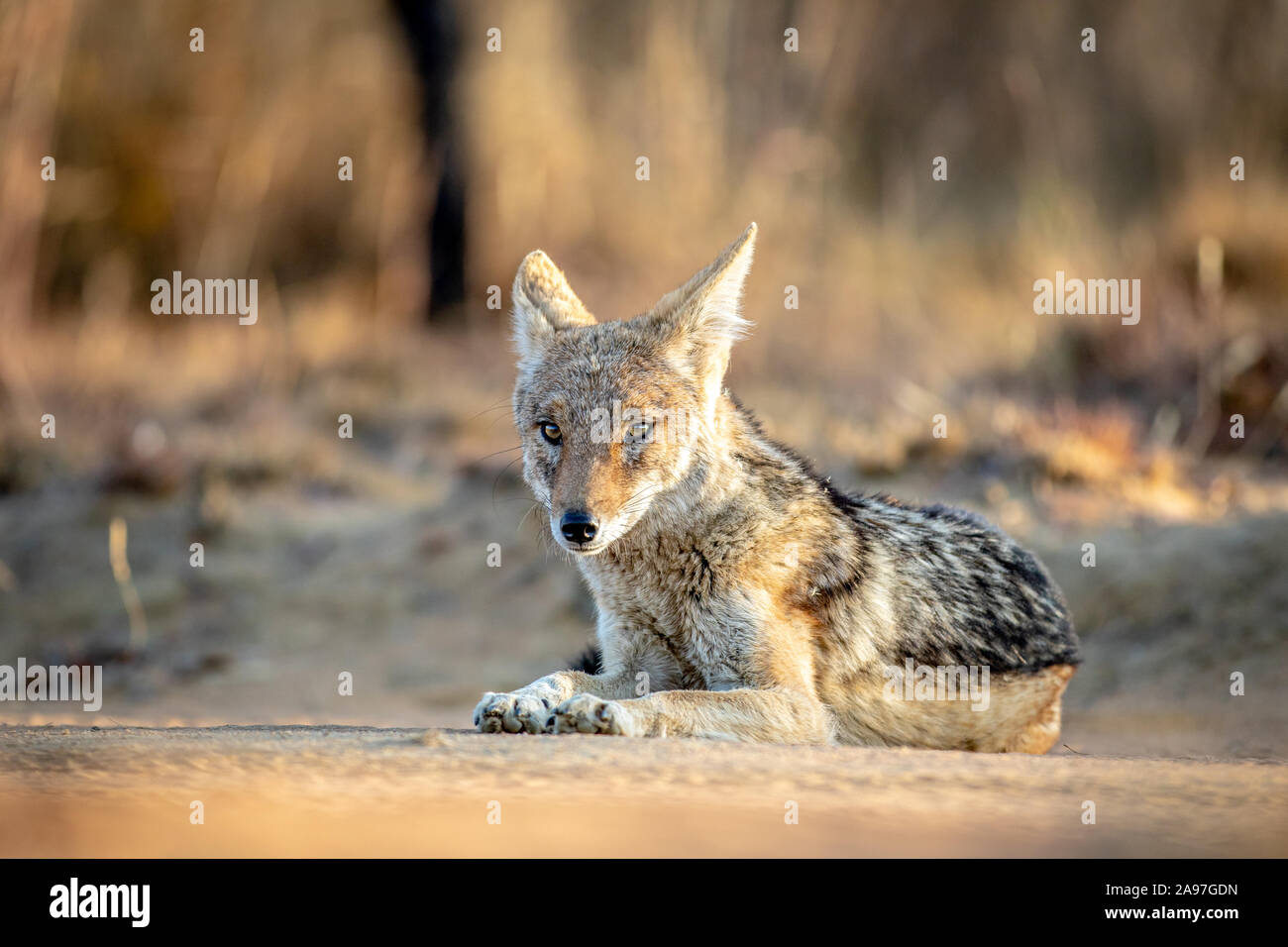 Black-backed jackal laying in the sand in the Welgevonden game reserve ...