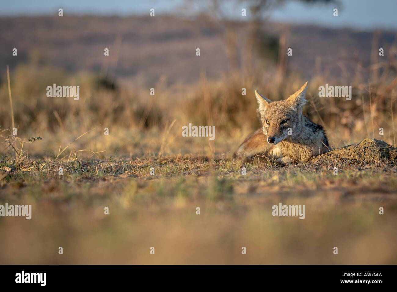 Black-backed jackal laying in the sand in the Welgevonden game reserve ...