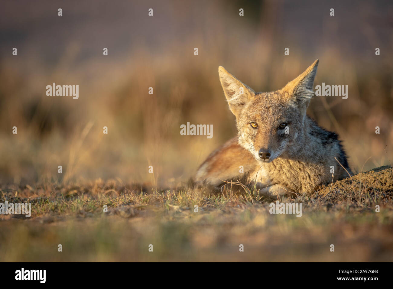 Black-backed jackal laying in the sand in the Welgevonden game reserve ...