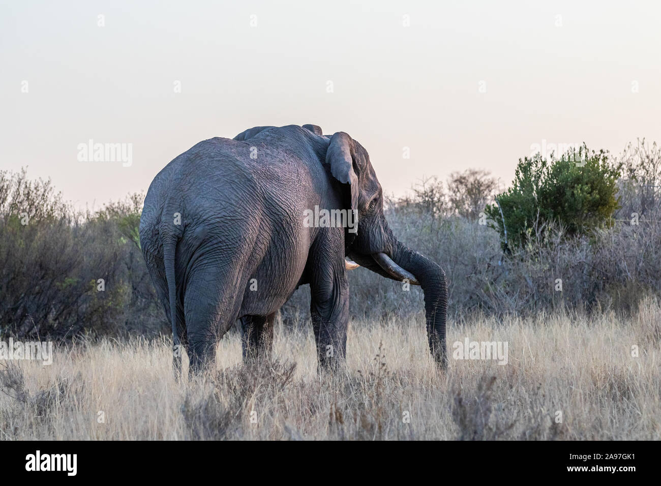 Big Elephant bull facing away from the camera in the Welgevonden game ...
