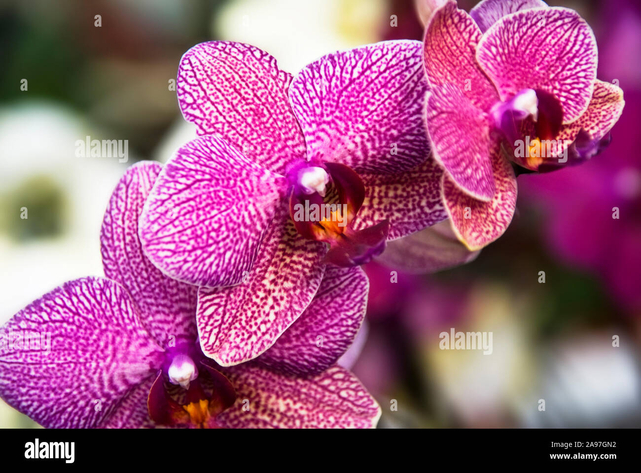 Orchids floers close up Stock Photo - Alamy