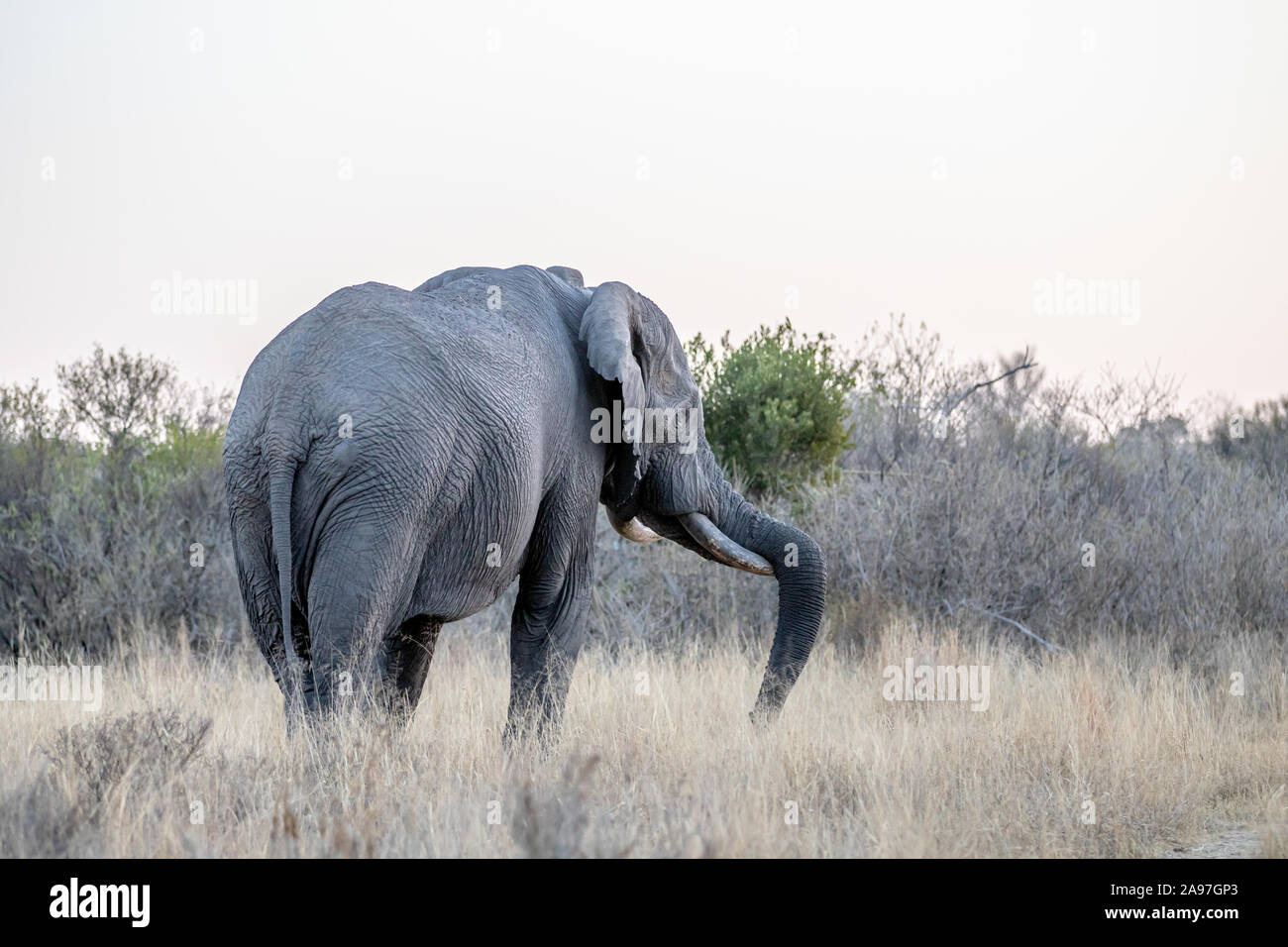 Big Elephant bull facing away from the camera in the Welgevonden game ...