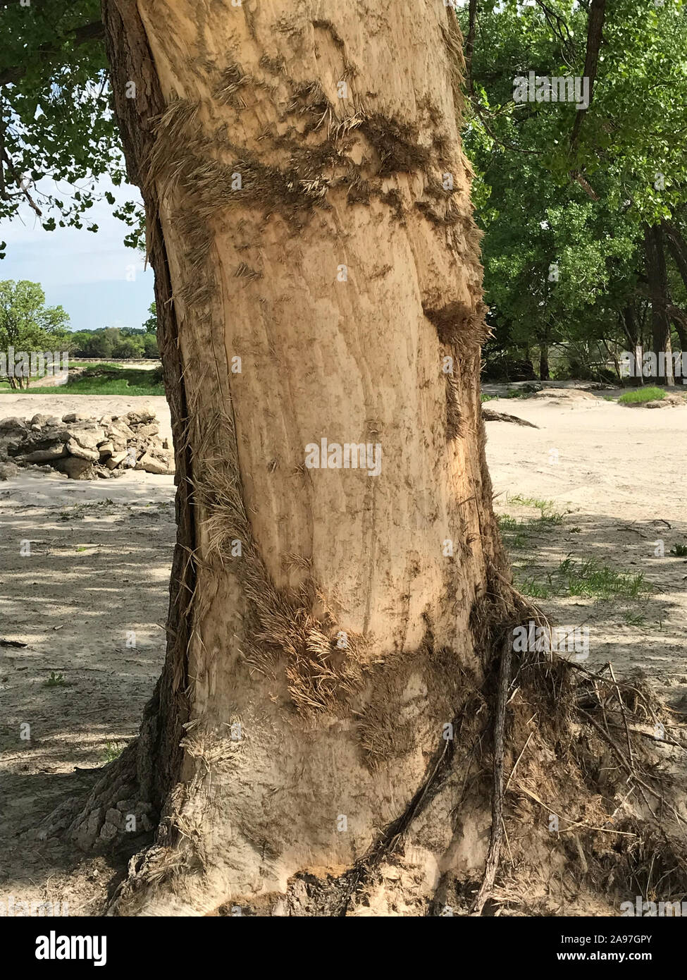 flood damaged tree Stock Photo - Alamy