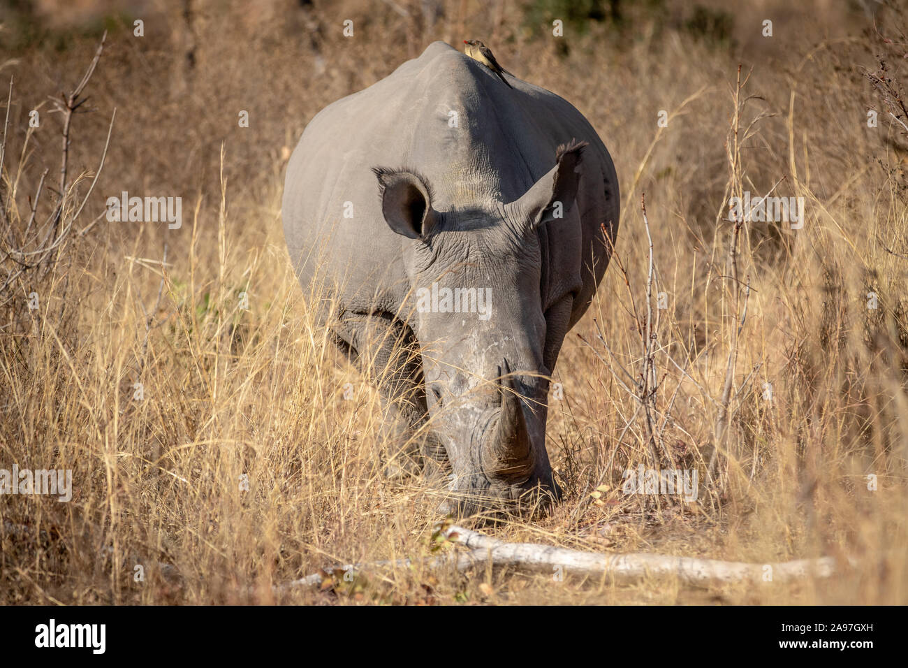 Rhino in high grass hi-res stock photography and images - Alamy