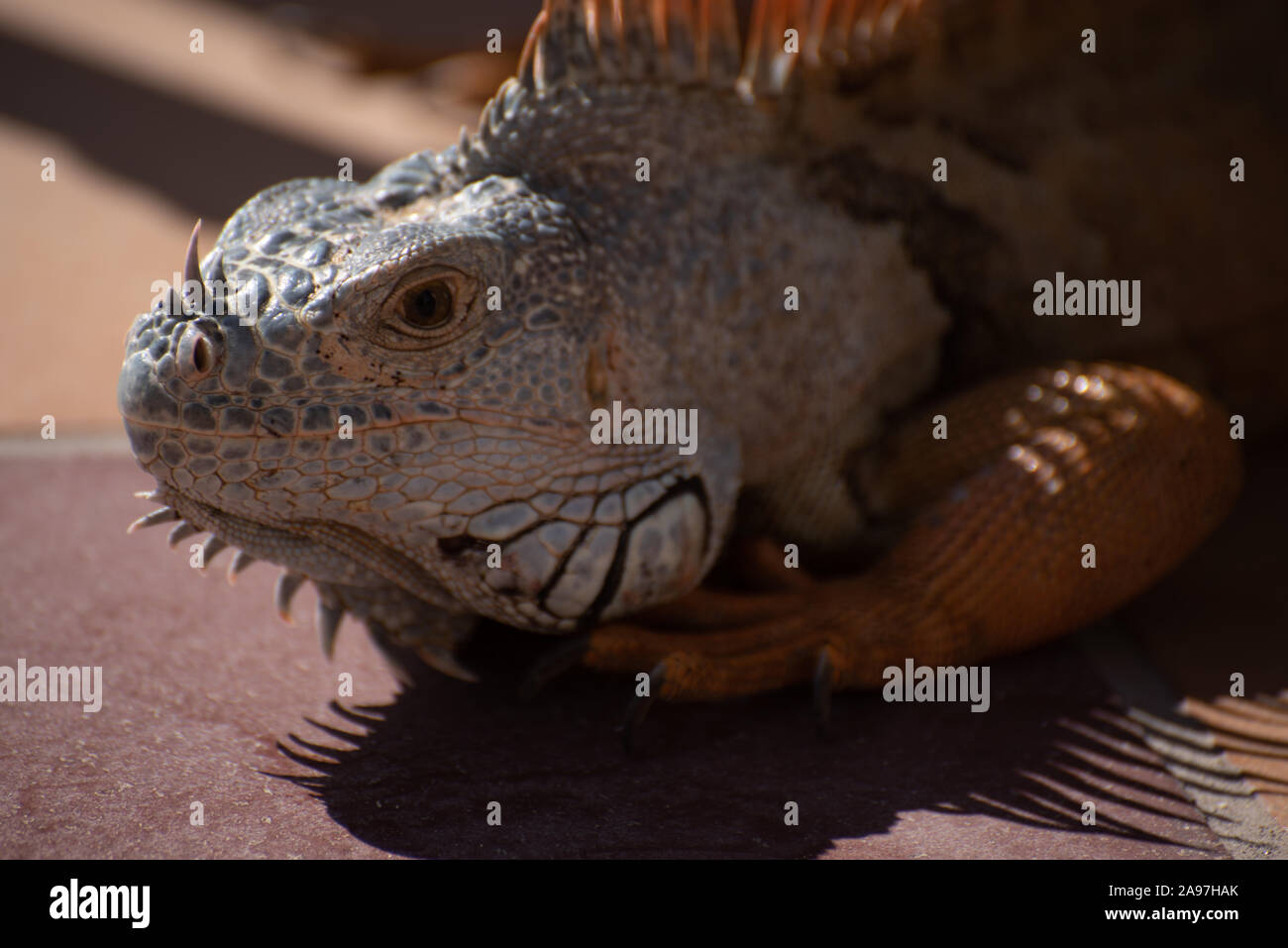 Blue iguana habitat hi-res stock photography and images - Alamy