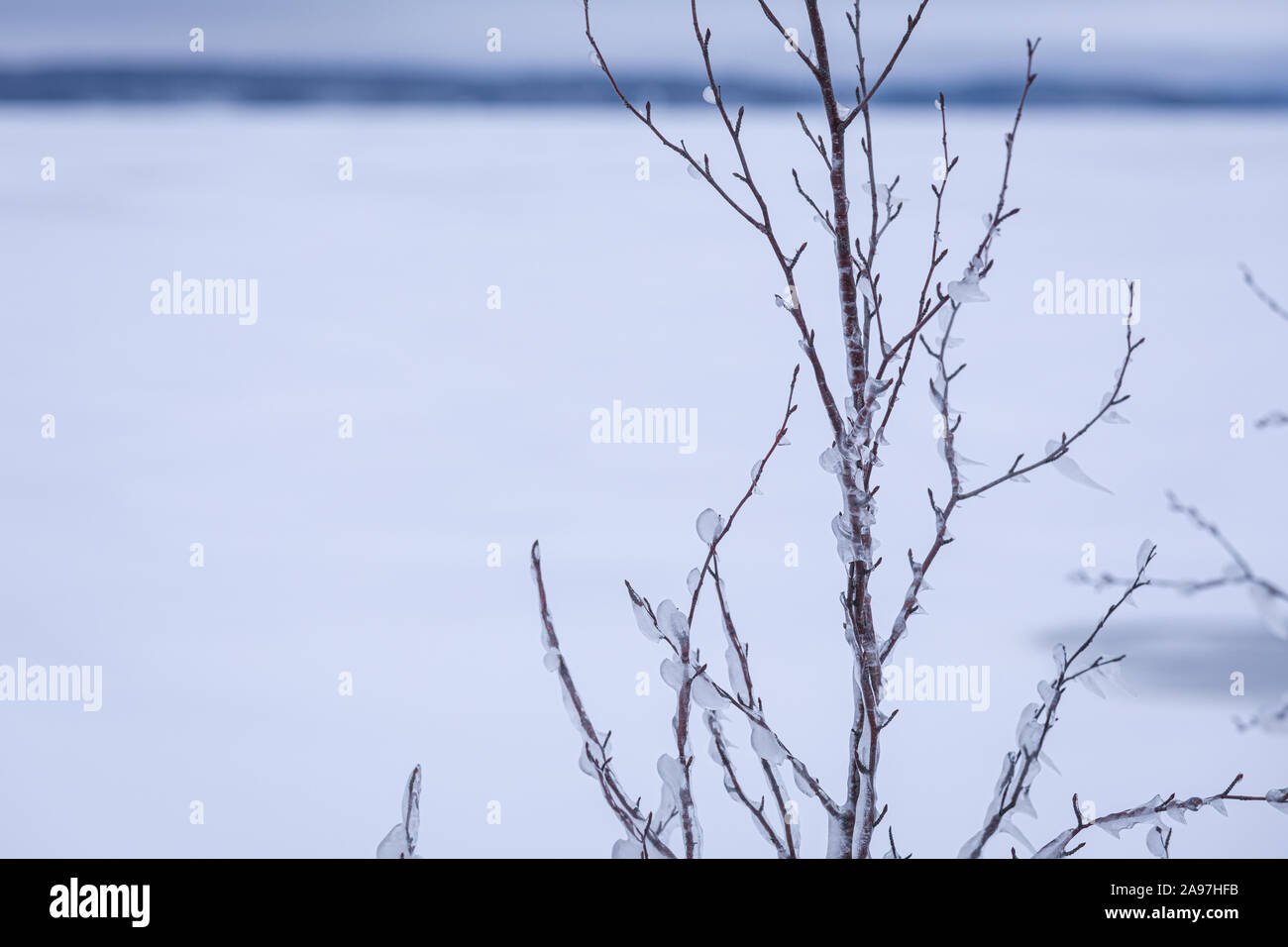 Frozen icicles on small tree at lake shore in Finland Stock Photo - Alamy