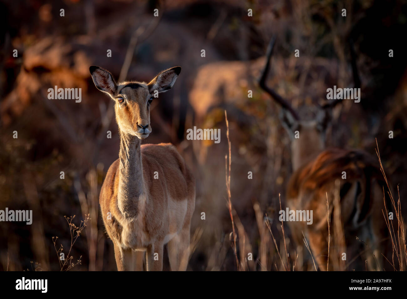 Young female Impala in the golden light in the Welgevonden game reserve ...