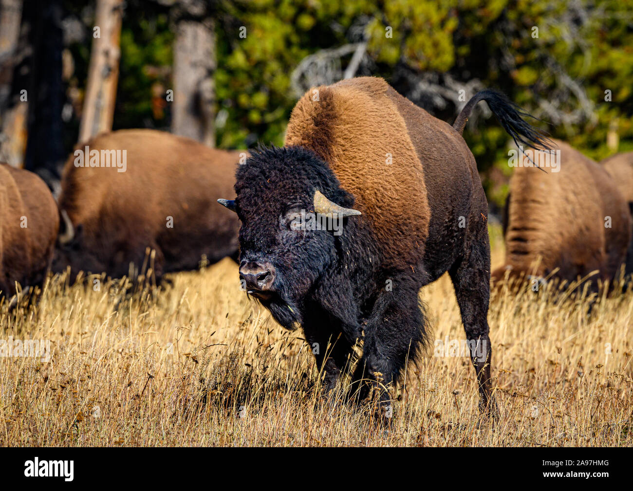 Droopy trees hi-res stock photography and images - Alamy