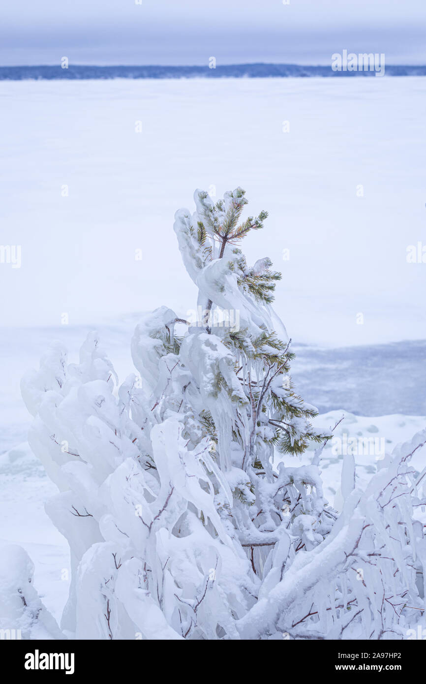 Icicles on the tree hi-res stock photography and images - Alamy