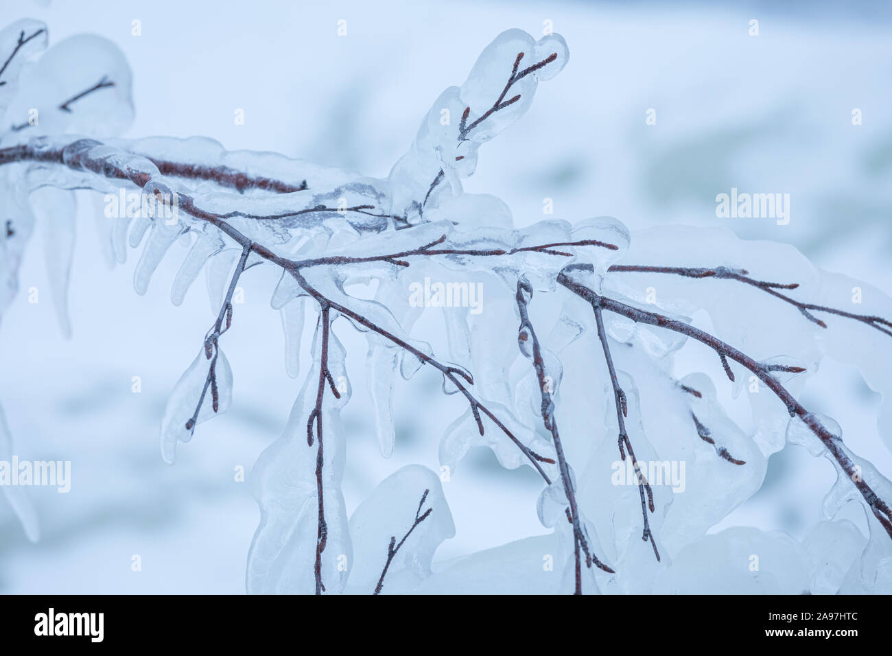 Frozen icicles on small tree at lake shore in Finland Stock Photo - Alamy