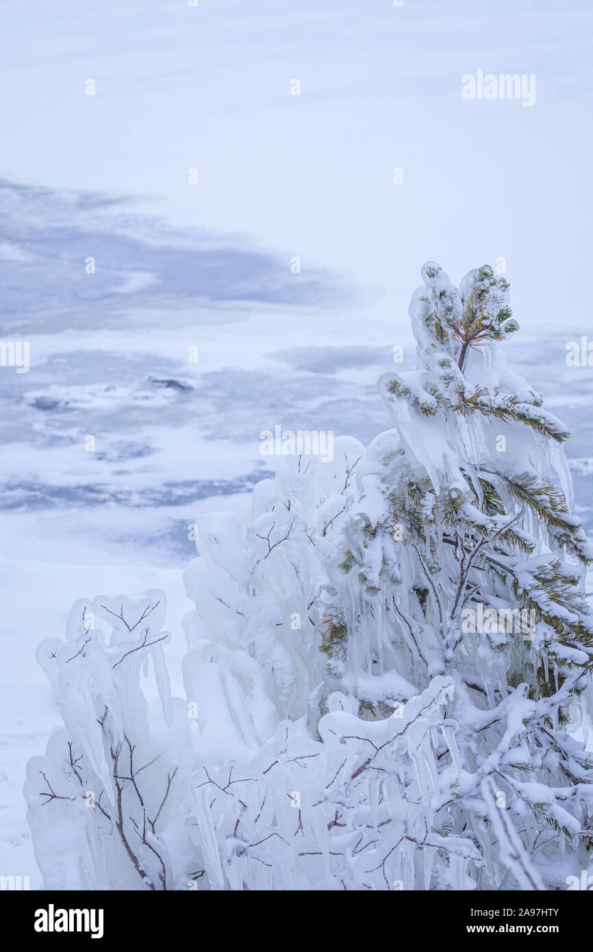 Icicles on the tree hi-res stock photography and images - Alamy