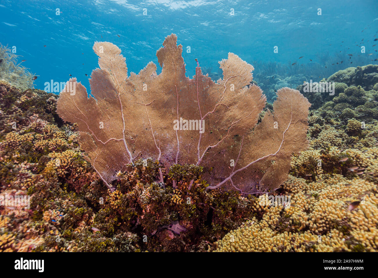 Fan coral, blue background Stock Photo - Alamy