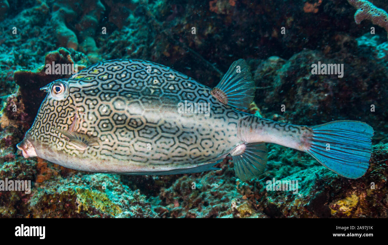 Honeycomb beach hi-res stock photography and images - Alamy
