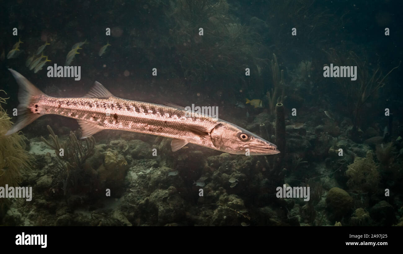 Barracuda in coral reef Stock Photo - Alamy