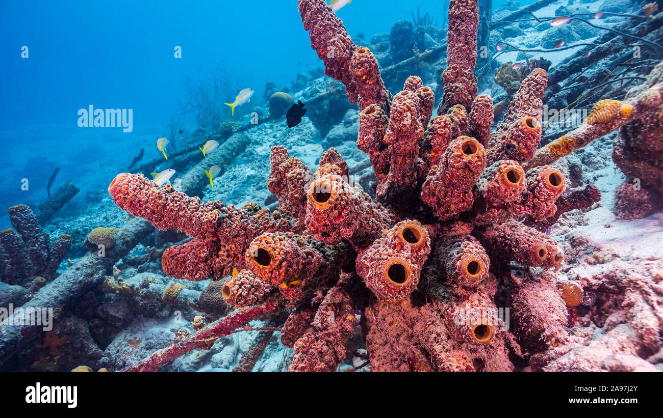Caribbean sponge in blue water while diving Stock Photo - Alamy