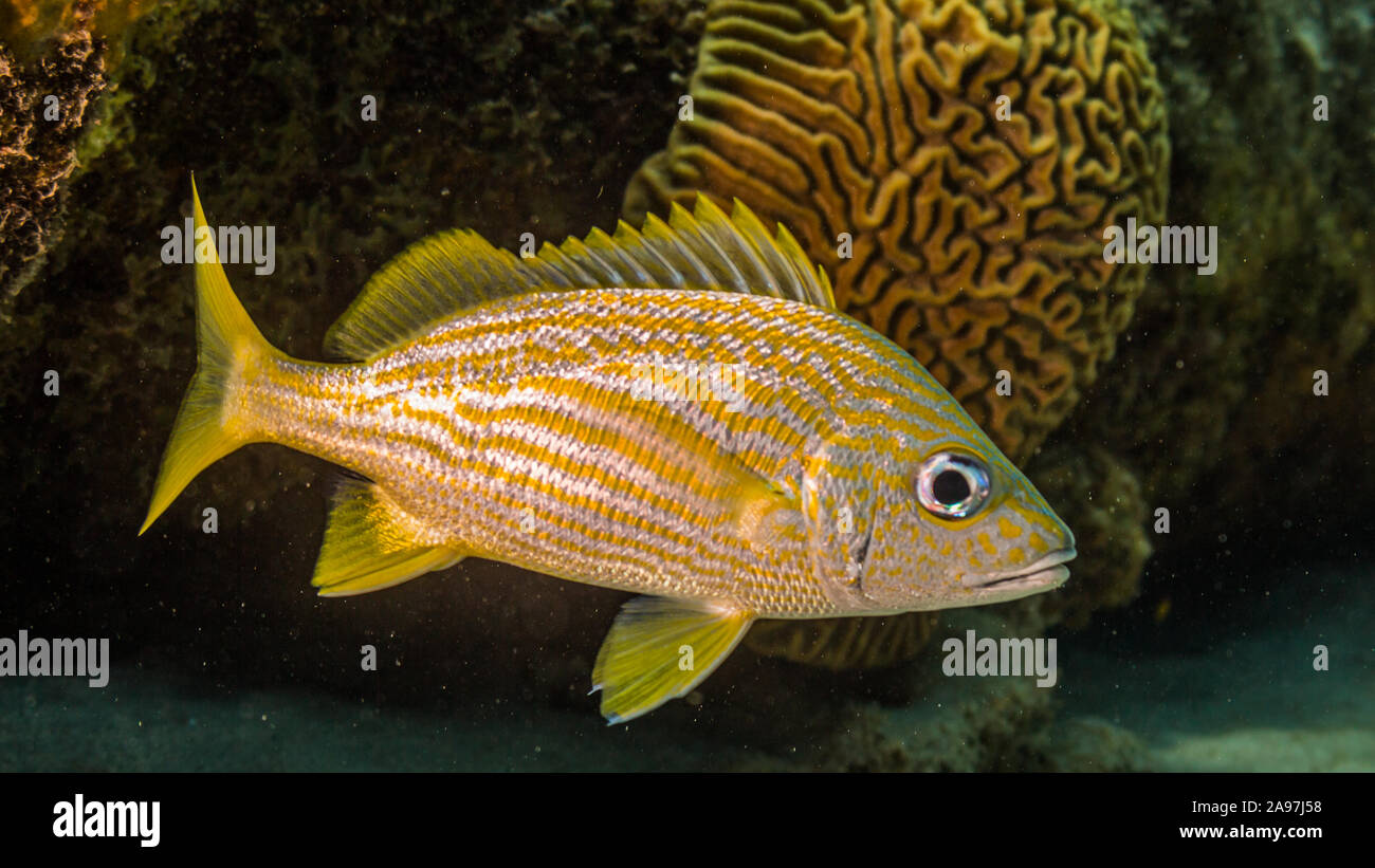 Yellow damselfish in coral reef Stock Photo - Alamy