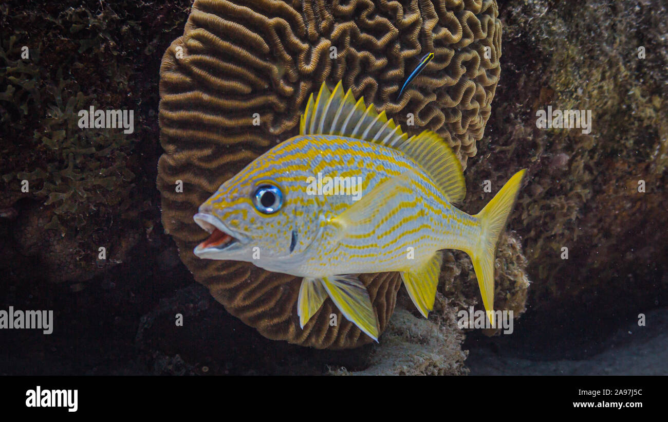 Yellow damselfish with open mouth in coral reef Stock Photo - Alamy