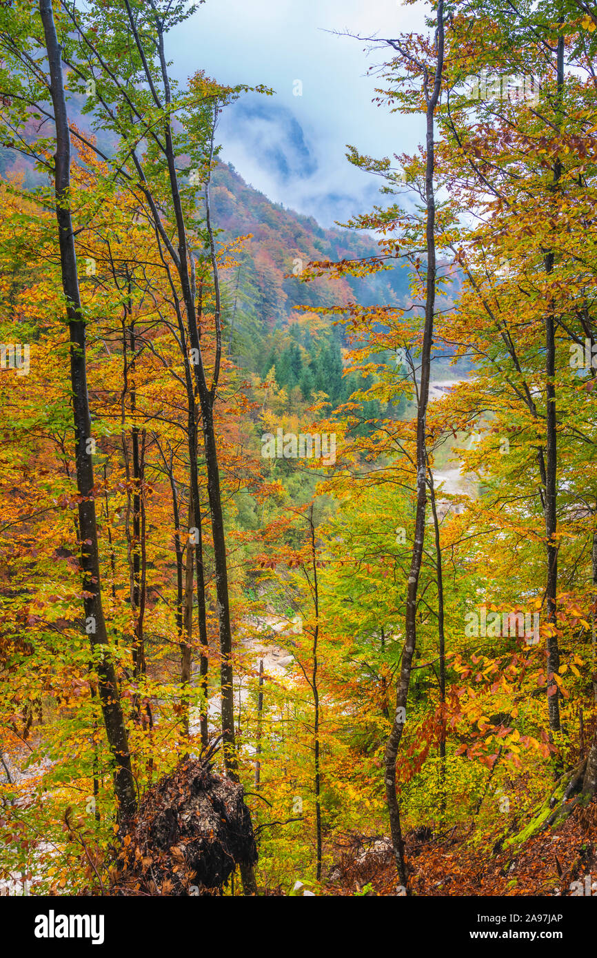 Fall foliage color in the trees in Triglav National Park, Slovenia ...