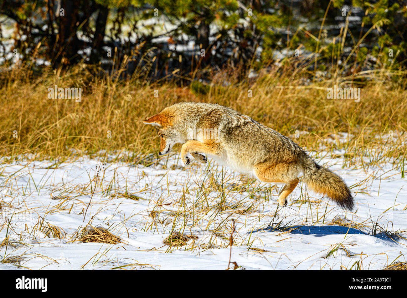 Coyote conservation hi-res stock photography and images - Alamy