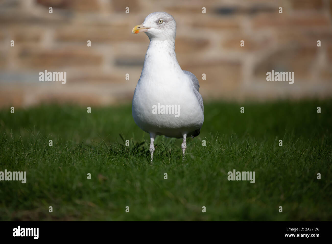 Seagull standing in the grass in Port Isaac, Cornwall made famous by ...