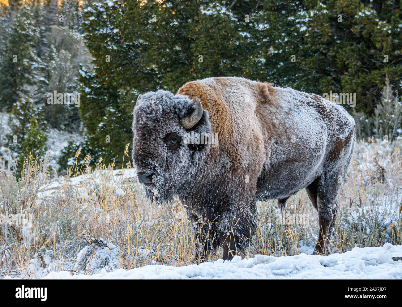 Bison after the freeze 1 Stock Photo - Alamy