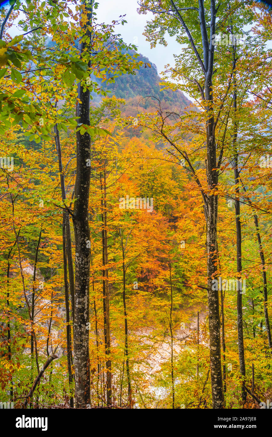 Fall foliage color in the trees in Triglav National Park, Slovenia ...