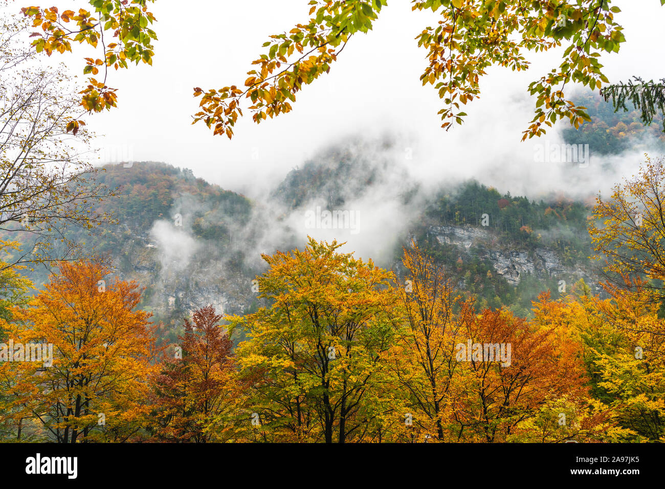 Fall foliage color in the trees in Triglav National Park, Slovenia ...