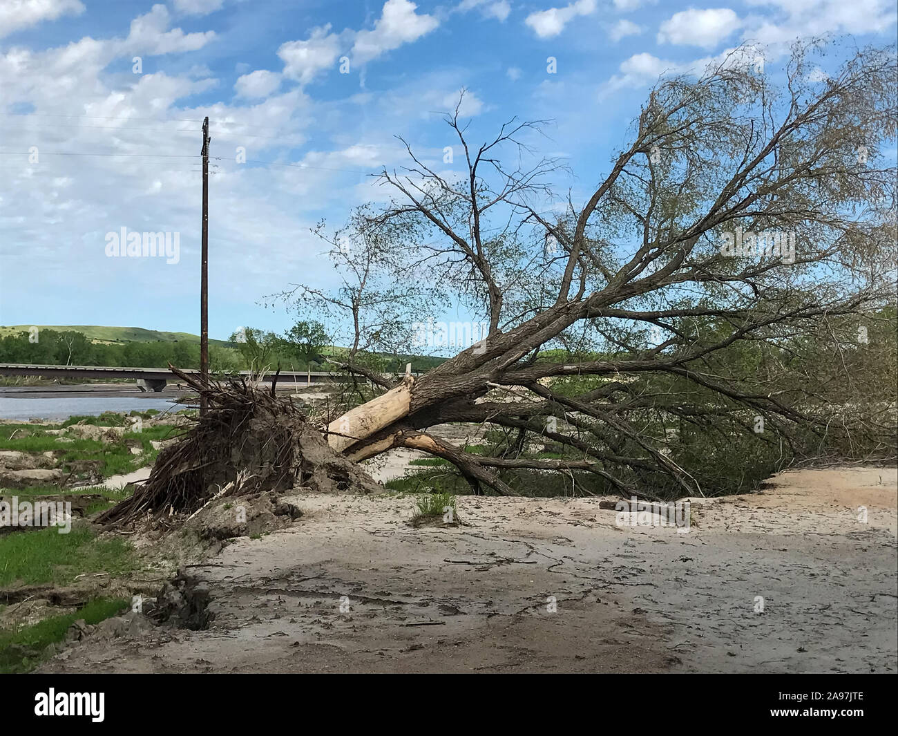 Tree damage wall hi-res stock photography and images - Alamy