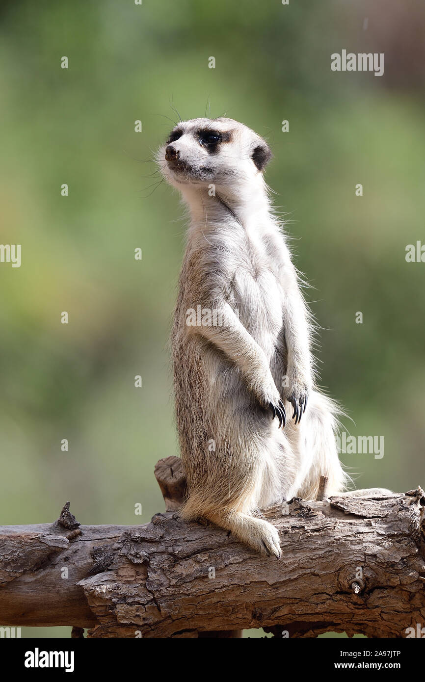 Meekat hi-res stock photography and images - Alamy