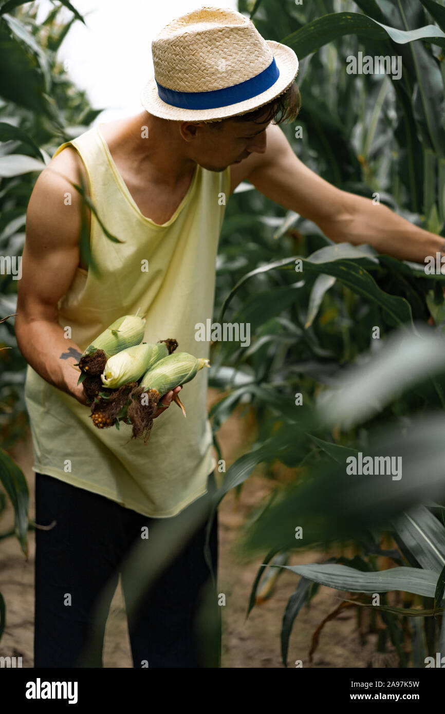 man in a hat in a corn field. man picks up corn Stock Photo - Alamy