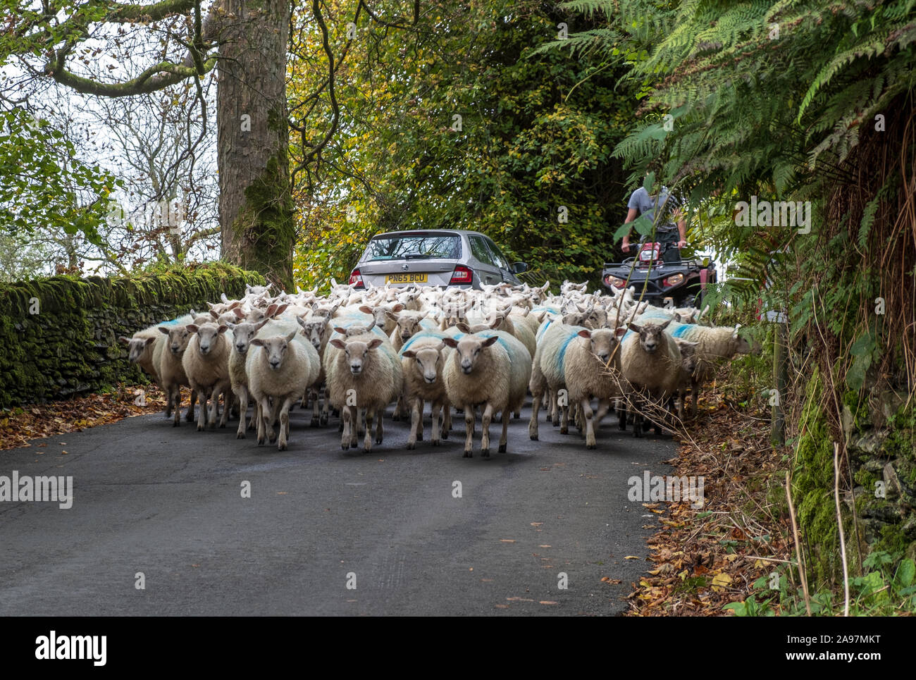 Shepherd on quad bike sheep hi-res stock photography and images - Alamy