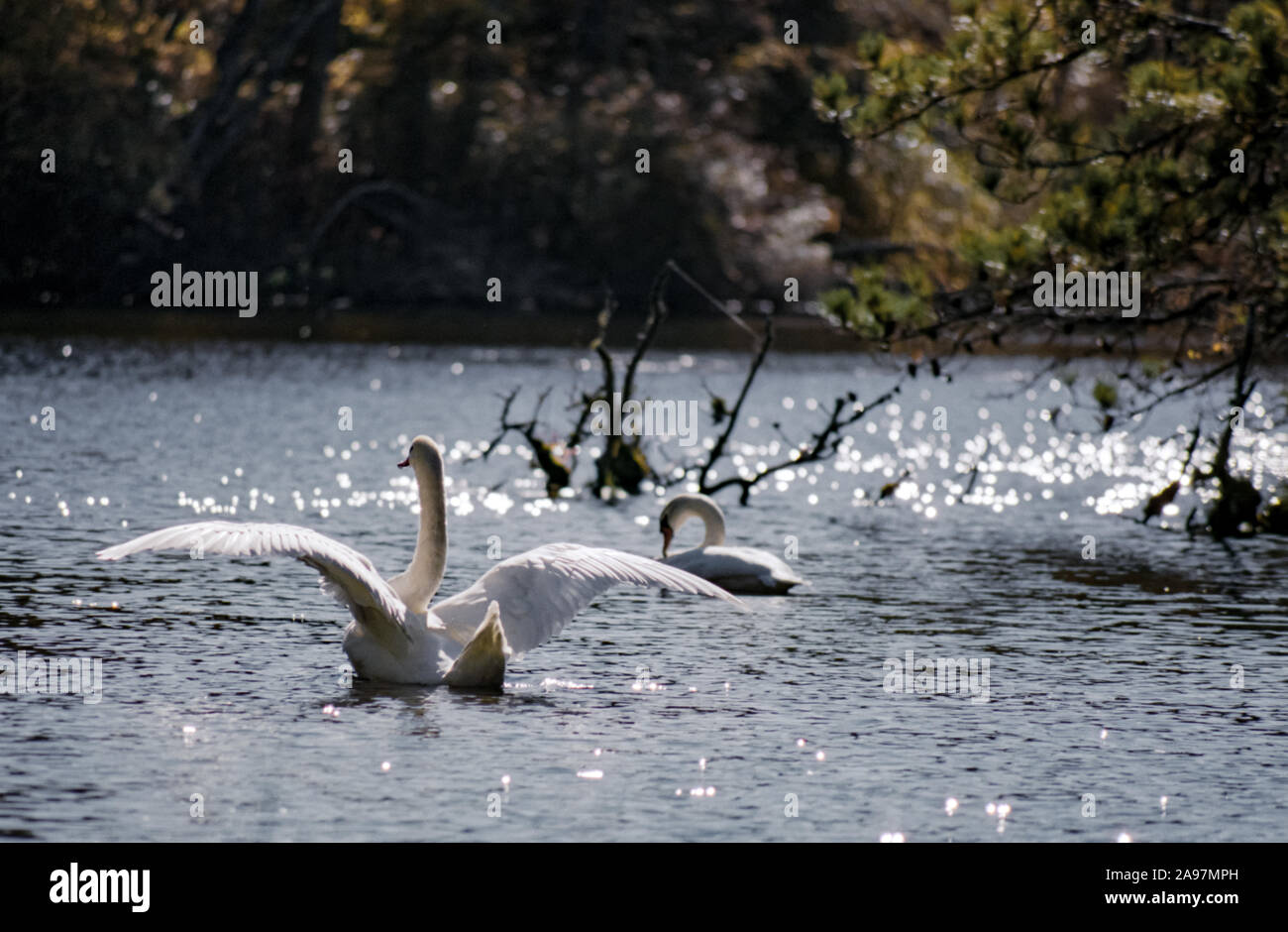 Two black neck swans hi-res stock photography and images - Alamy