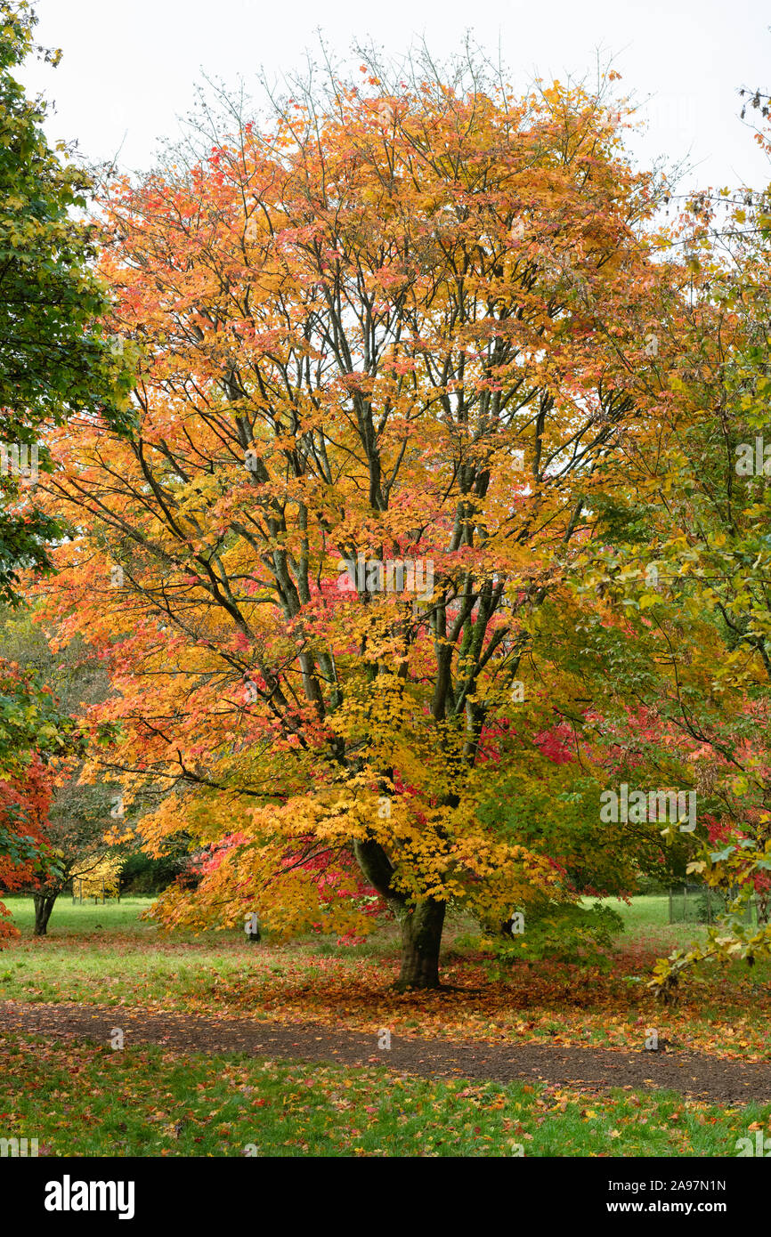 Acer Palmatum ‘Amoenum’. Japanese maple ‘Amoenum’ trees in autumn at ...