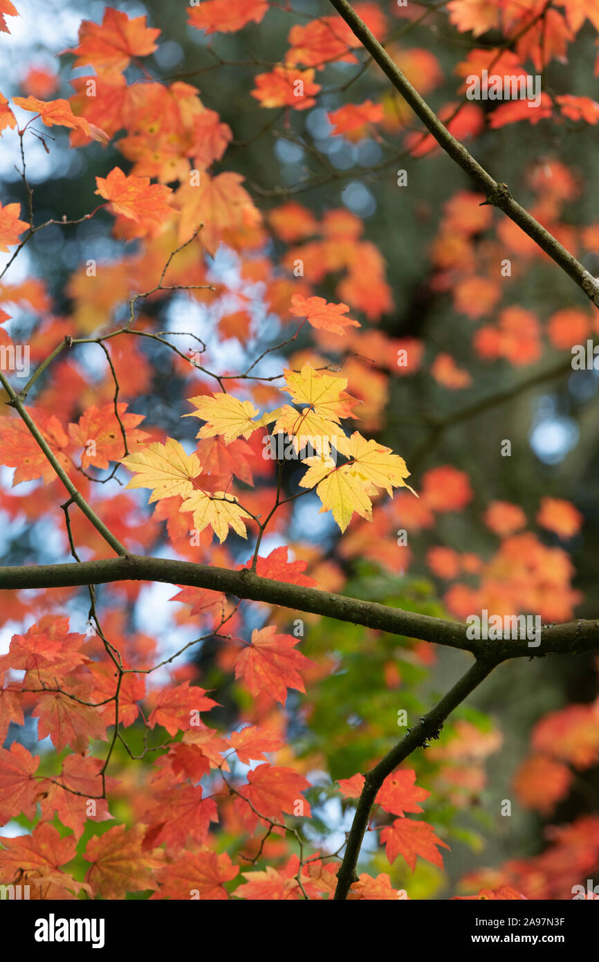 Acer japonicum ‘Vitifolium’. Downy Japanese maple 'Vitifolium’ trees in ...