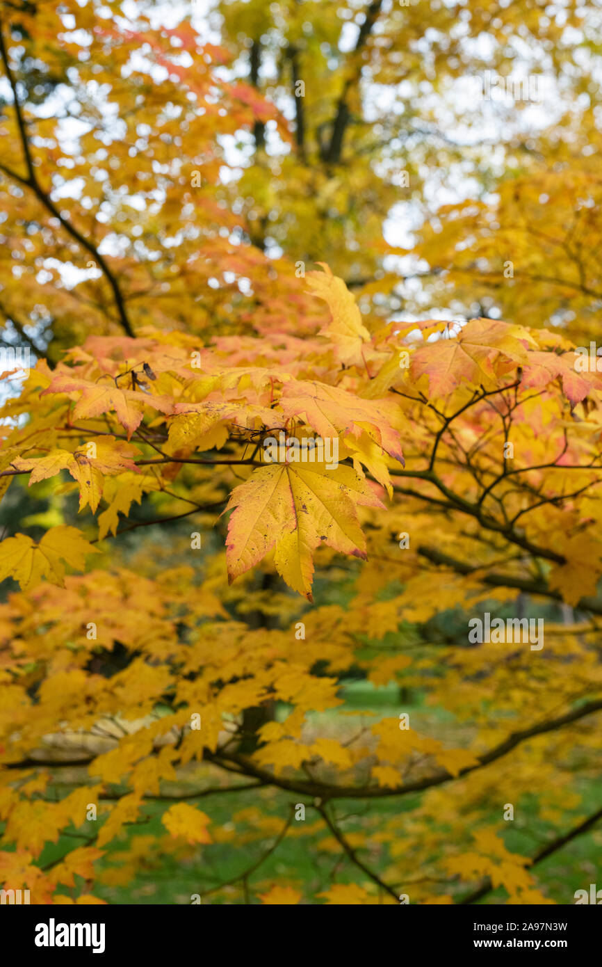 Acer japonicum ‘Vitifolium’. Downy Japanese maple 'Vitifolium’ trees in ...
