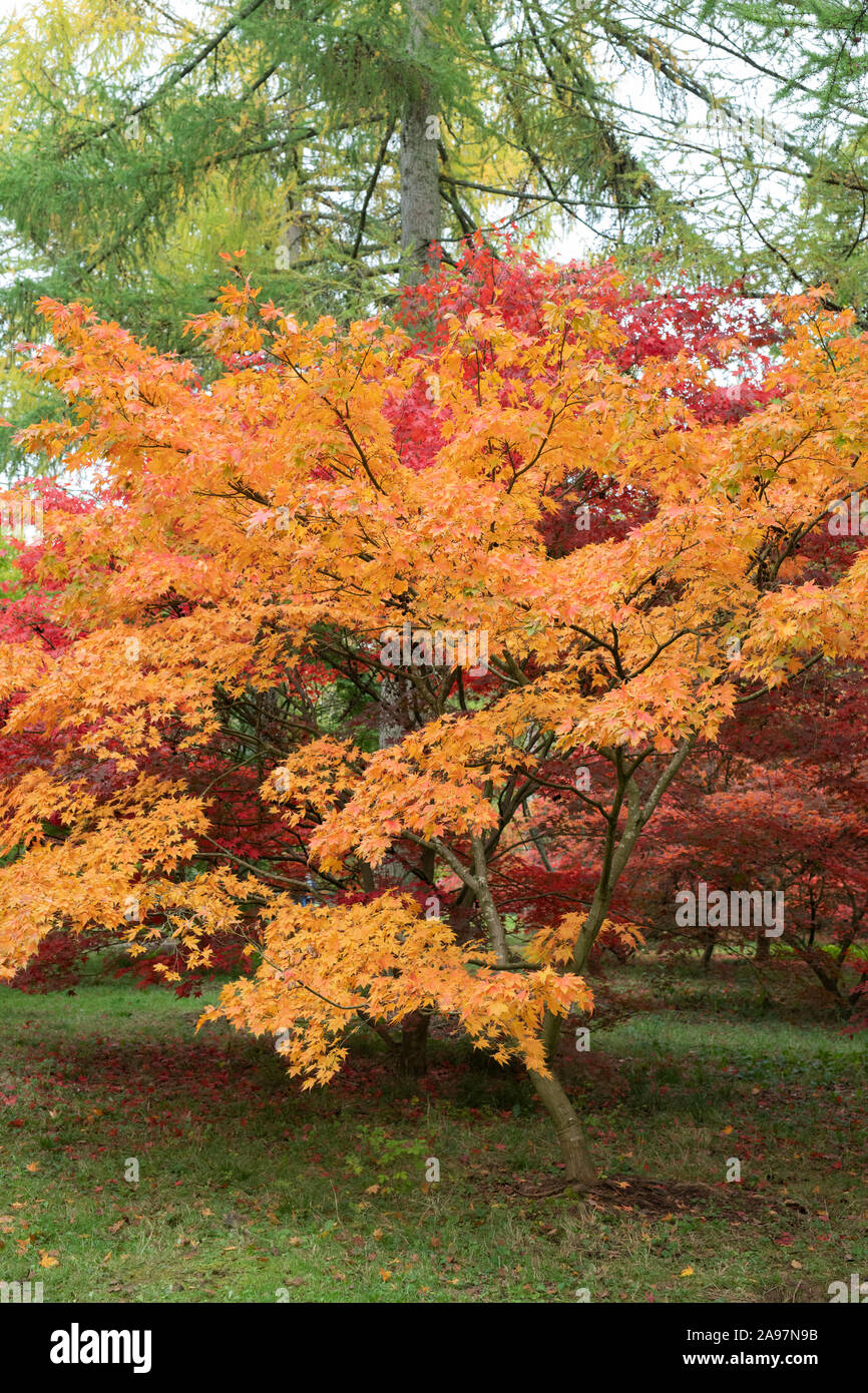 Acer Palmatum ‘Yugure’. Japanese maple ‘Yugure’ trees in autumn at ...