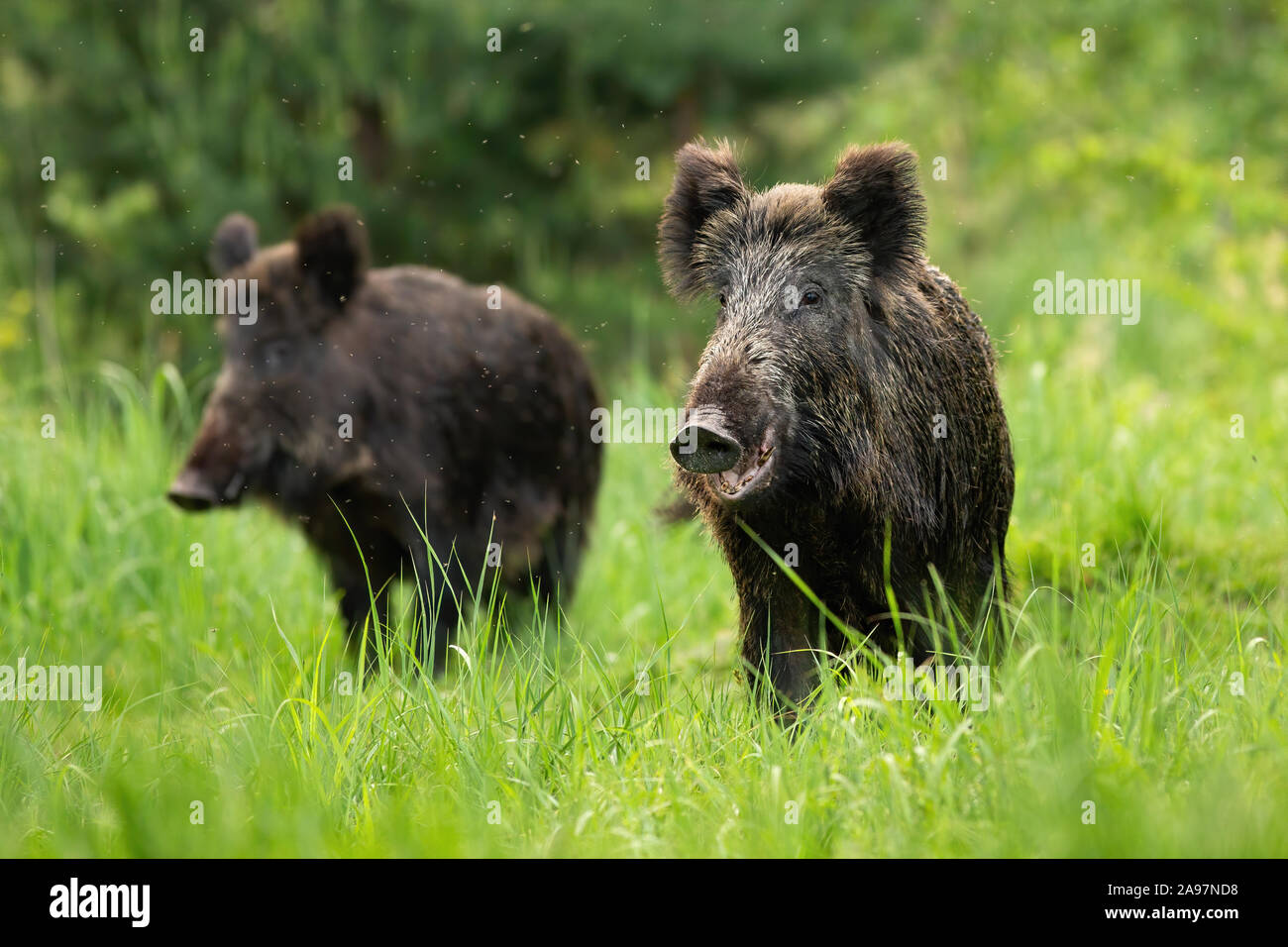 Two fierce wild boars standing together in wilderness in summertime ...