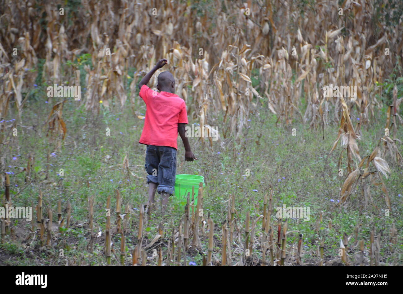 Young African boy walking with a green bucket to a river to collect ...