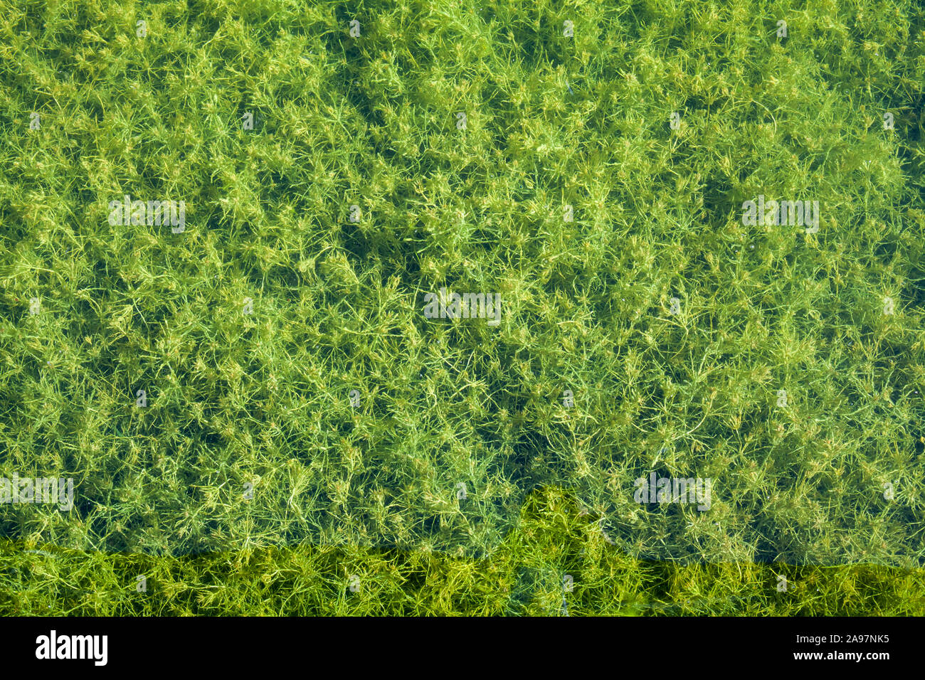 Green algae covering a bottom of shallow lake. Top view, natural ...