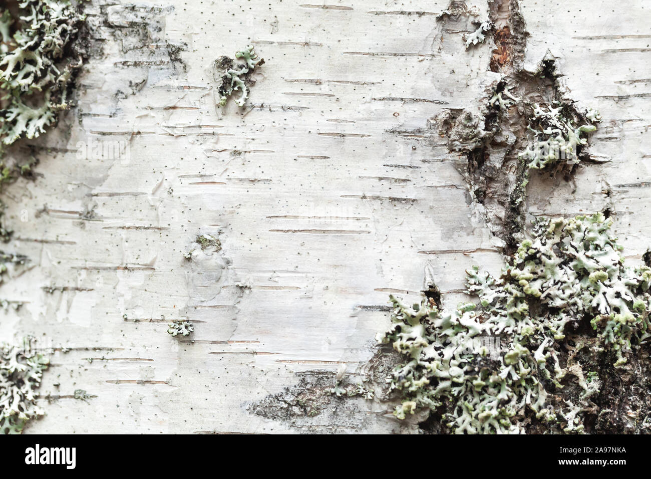 Natural tree texture hi-res stock photography and images - Alamy