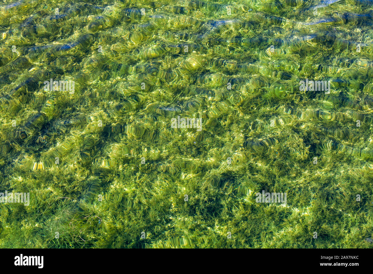 Algae texture hi-res stock photography and images - Alamy