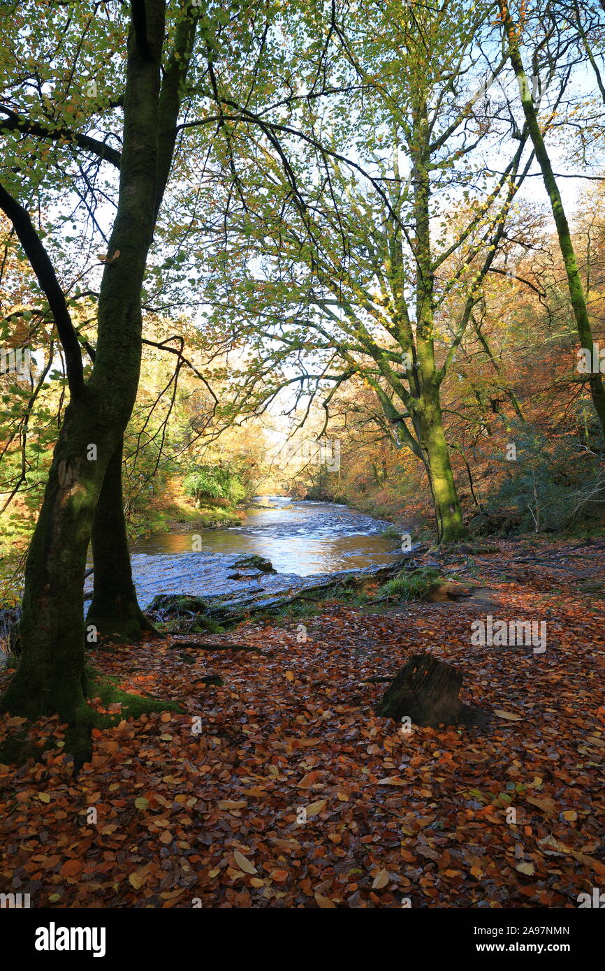 River Dart at Holne woods, Dartmoor, Devon, England, UK Stock Photo - Alamy