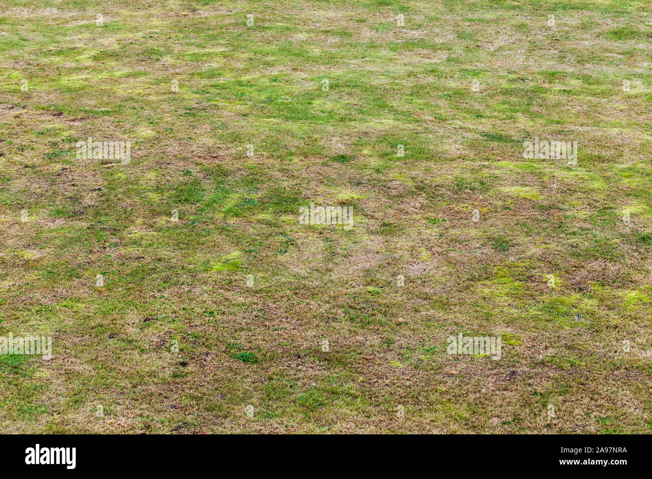 Green pattern texture grass hi-res stock photography and images - Alamy