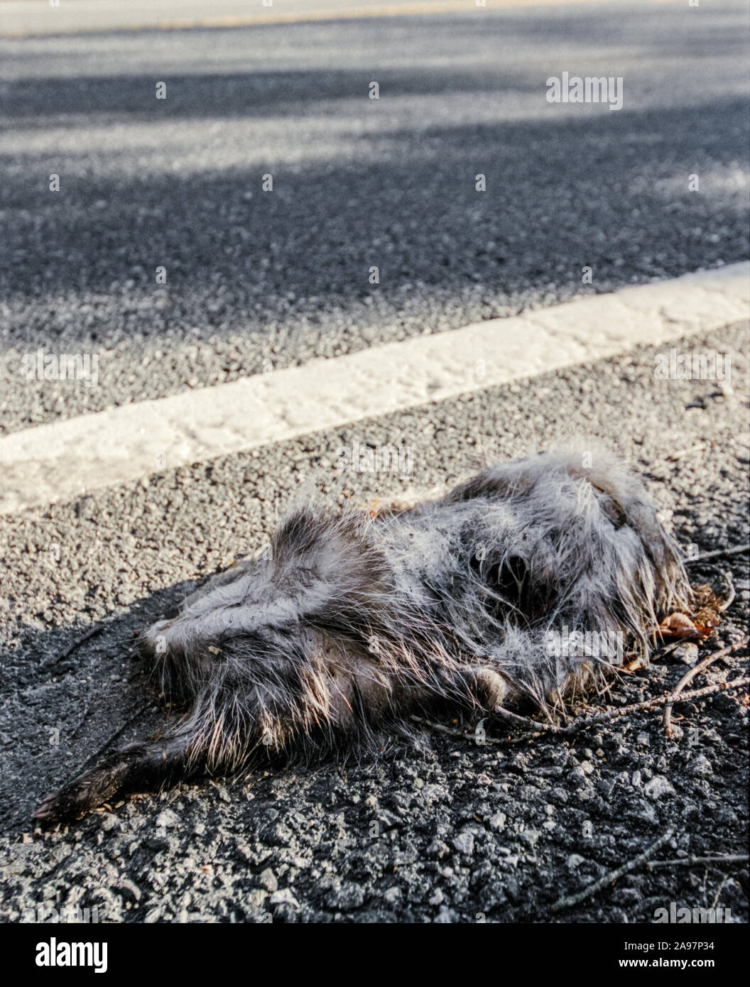 Road Kill of Opossum Rotting On the Pavement Stock Photo - Alamy